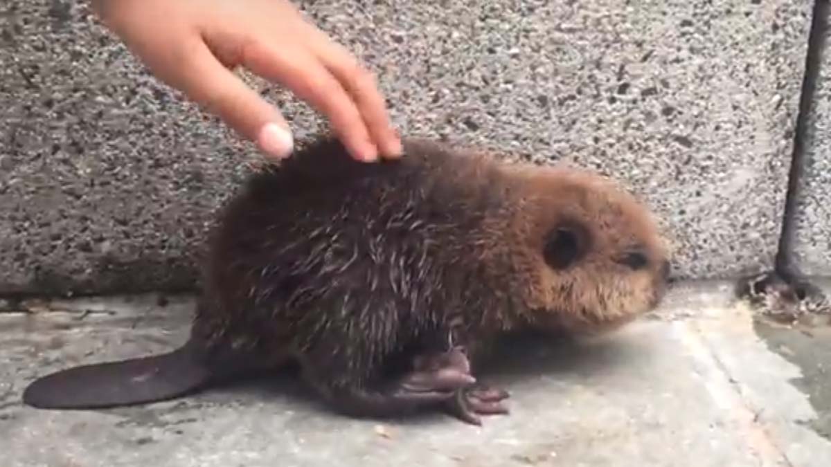 Baby Beaver Lost at Metro Station Returned to Wild – NBC Boston