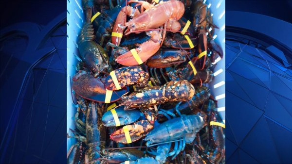Wild Lobster Truck Chase Ends With Crash and Thief’s Arrest: Police ...