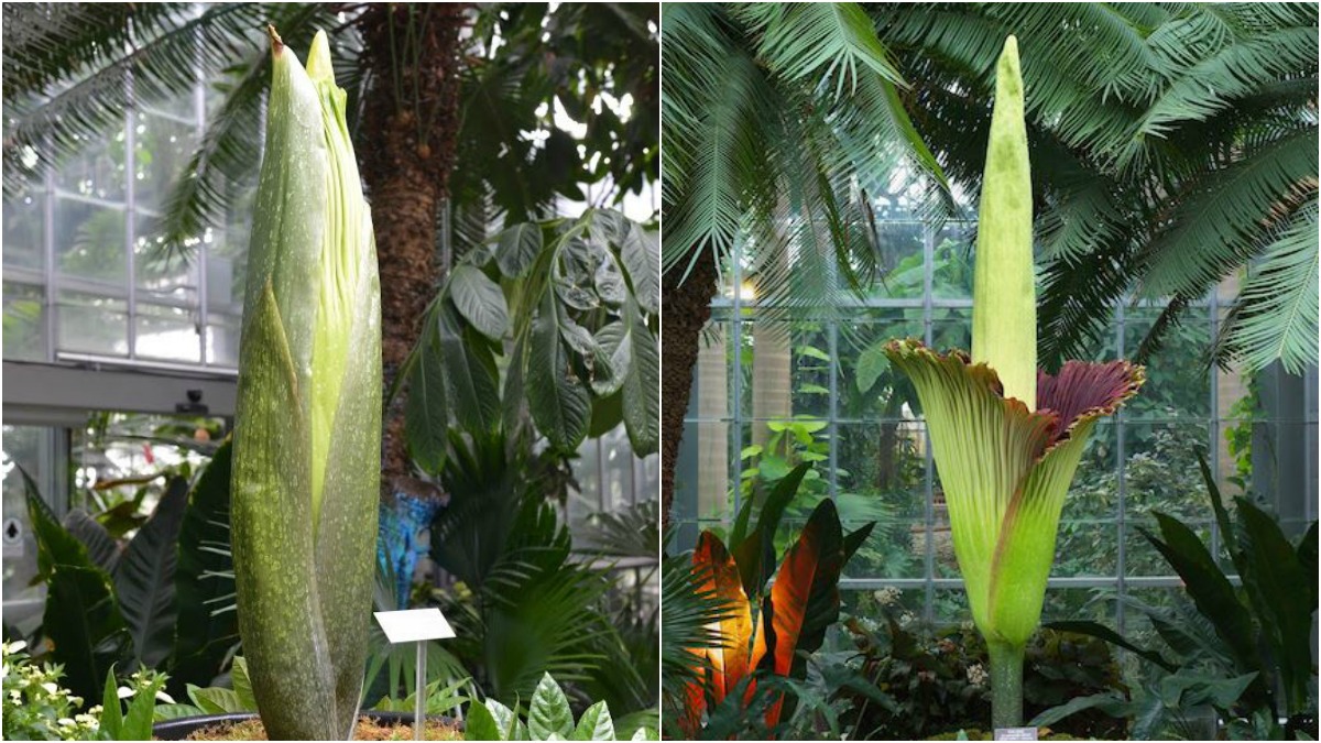 Corpse Flower Bloom Watch at the Franklin Park Zoo – NBC Boston