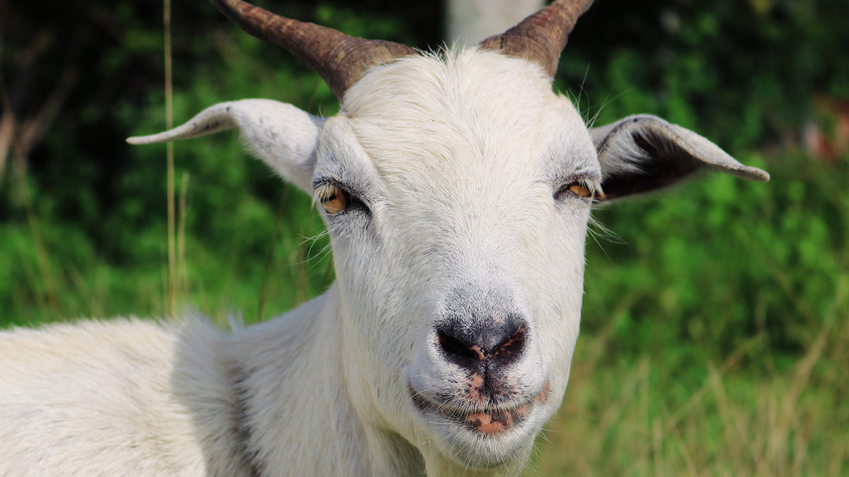 Horrific Killing of Baby Goats Continues in Massachusetts – NBC Boston