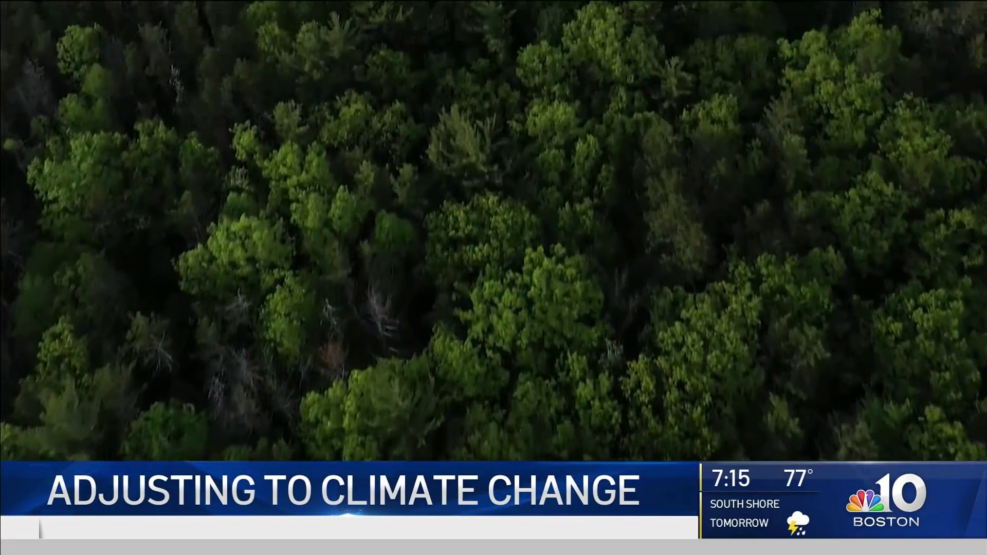 How Trees Help Us Understand Climate Change – NBC Boston