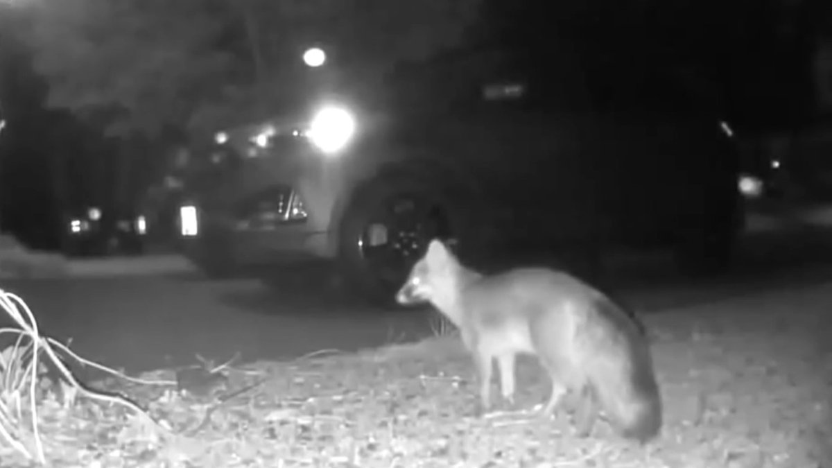 Fox Being Tested for Rabies After 2 Attacked in Hudson – NBC Boston