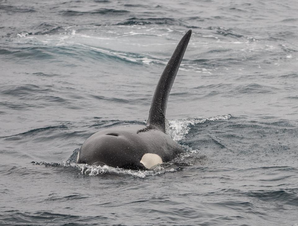 Orca Spotted Off Cape Cod – NBC Boston
