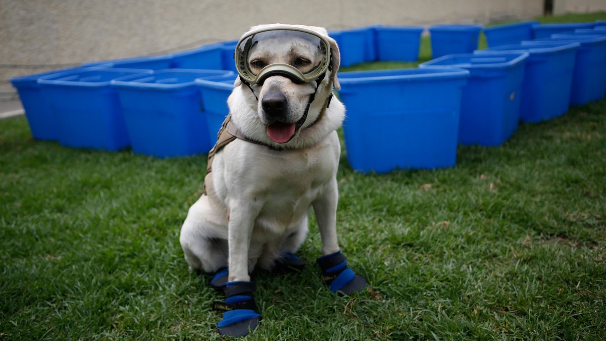 ‘Her Bark Always Gave Hope’: Mexican Rescue Dog Frida Retires – NBC Boston