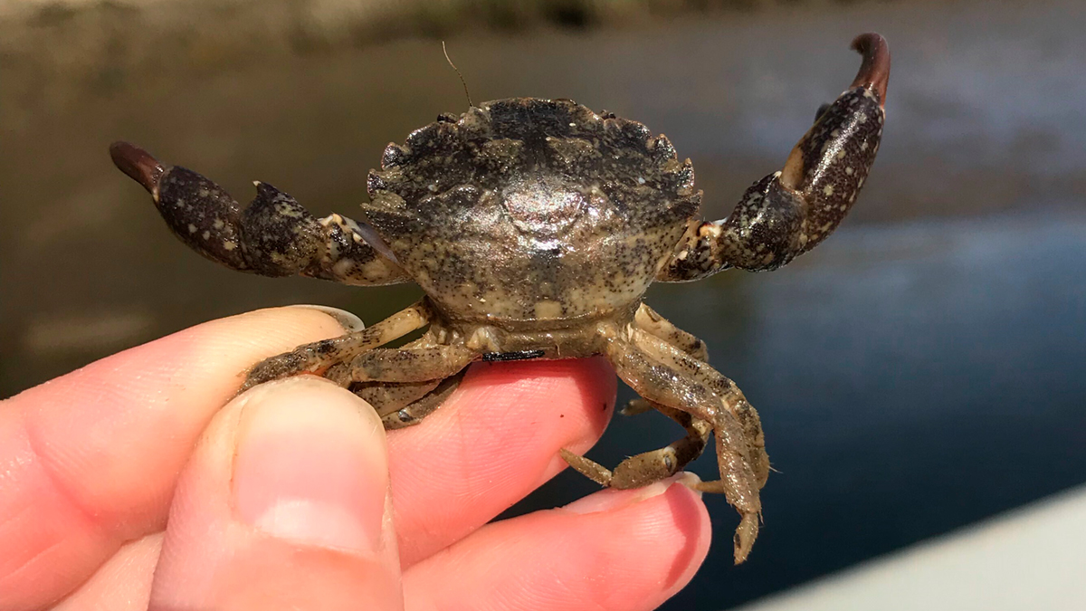 Potentially Damaging Crab Species Turns Up in Maine Waters – NBC Boston