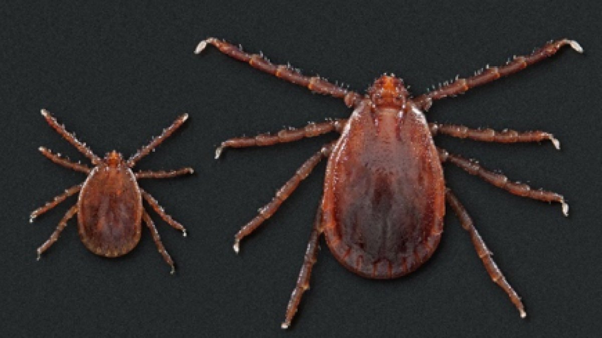 Asian longhorned tick found in Maine – NBC Boston
