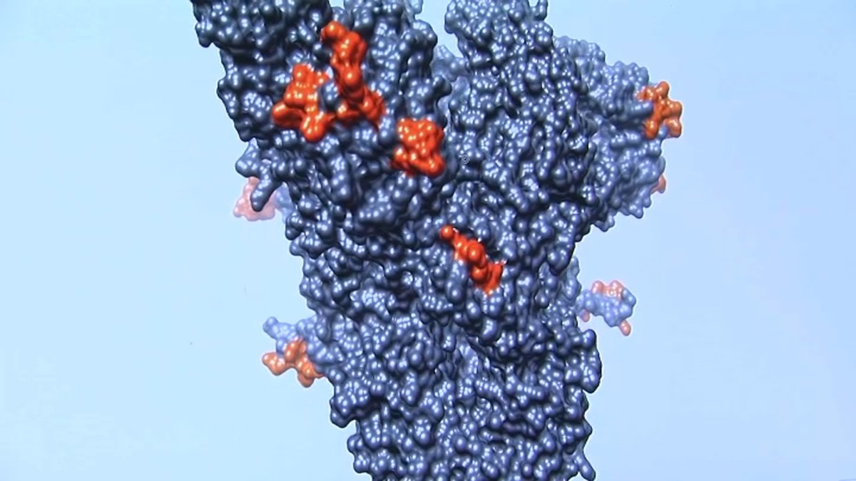WPI Professor and Students Create 3D Models of Coronavirus – NBC Boston