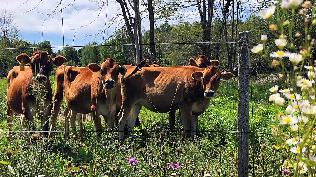 Funding available for massachusetts farmers – NBC Boston