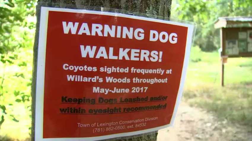 Wildlife Officials Warn of Coyotes After Dog Attacks in Willards Woods ...