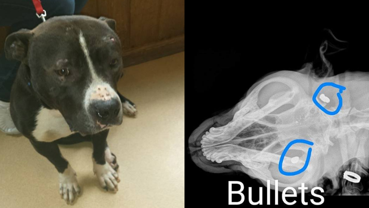 Pit Bull Survives After Being Shot in the Head and Left for Dead – NBC ...