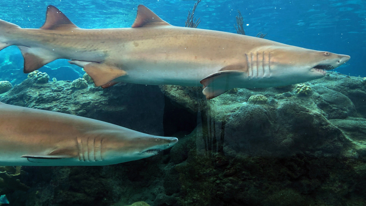 Boston Harbor’s sand tiger shark population is up – NBC Boston