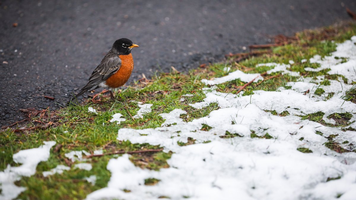 Snow in May? It’s Happened Before — Here Are the Numbers – NBC Boston