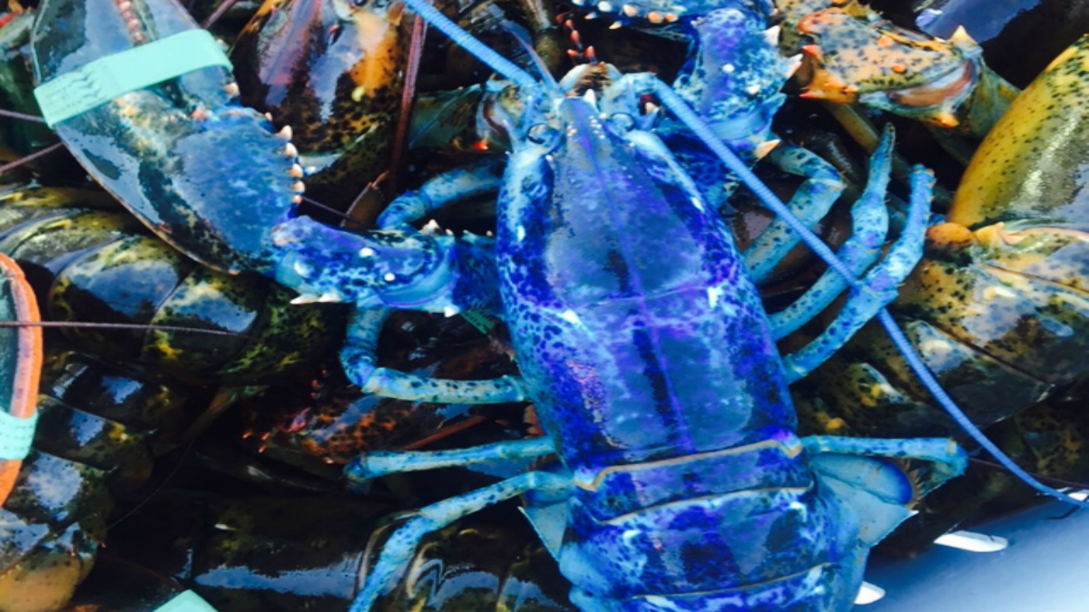 Just how rare is a rare-colored lobster? – NBC Boston