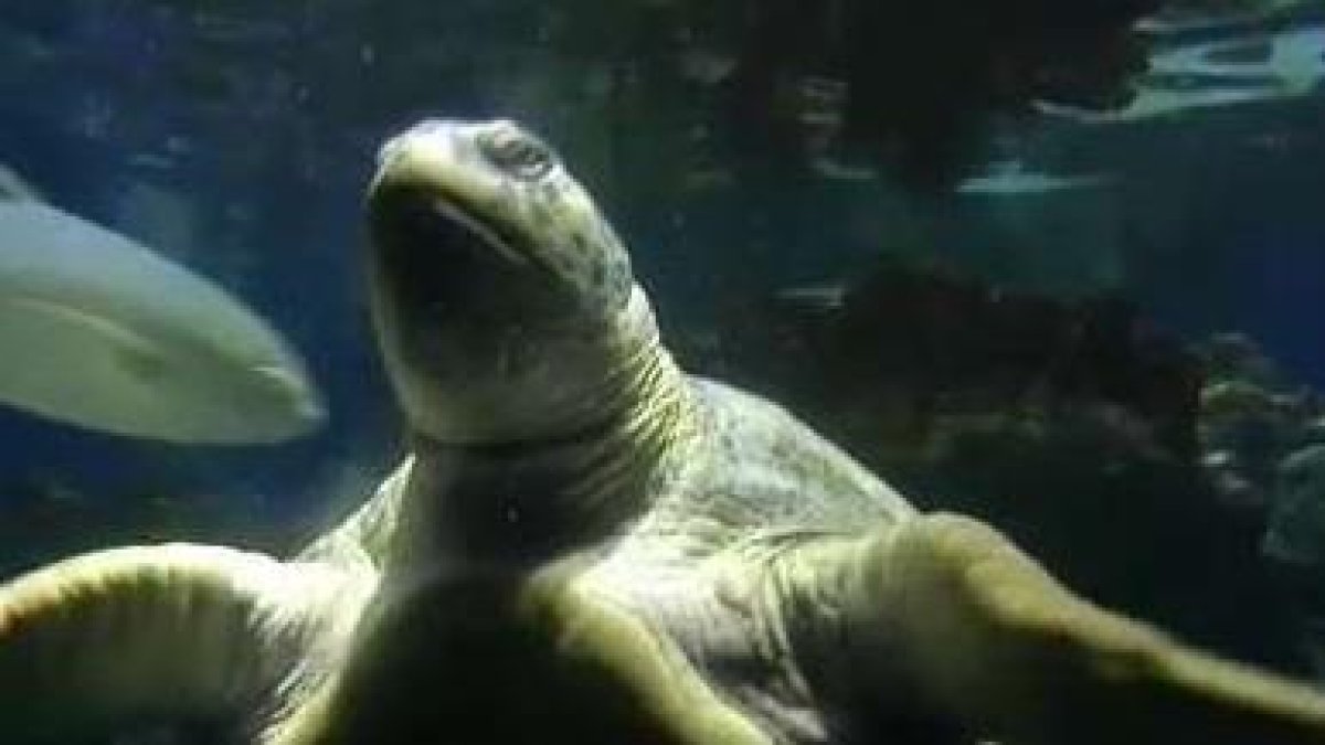 Myrtle the Turtle at the New England Aquarium – NBC Boston