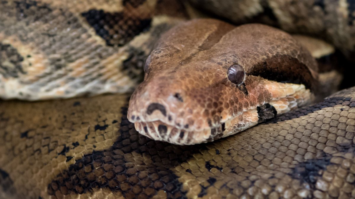 PA Man Dies Days After Police Shot Dead Boa Constrictor That Was ...