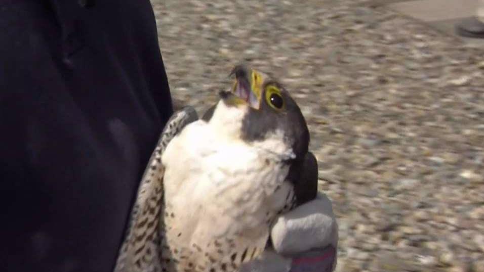 Rare Falcons Taking Flight at Massachusetts School – NBC Boston