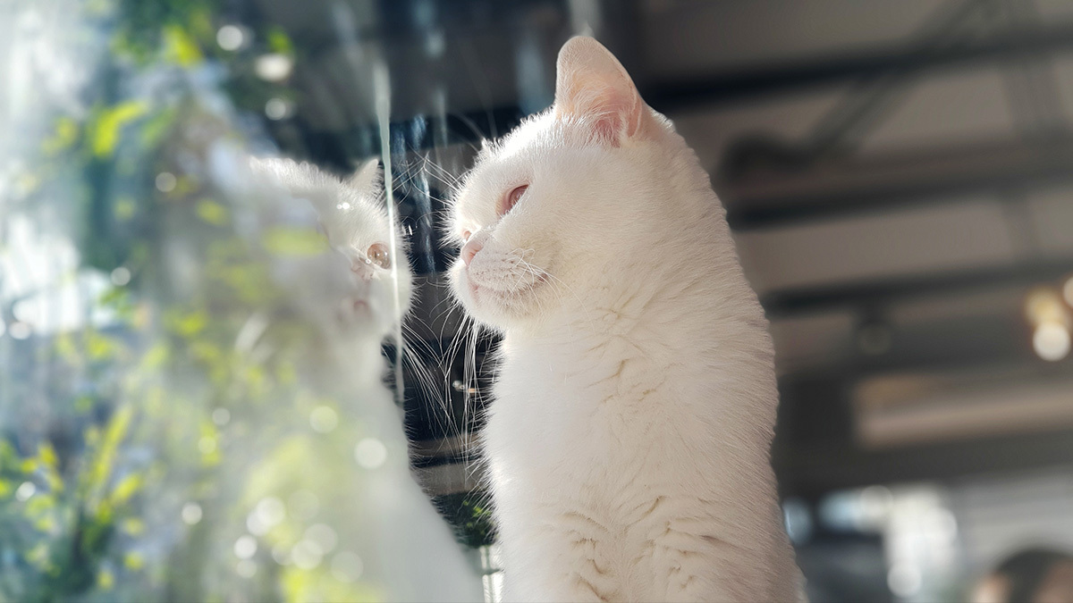 Boston cat cafe open: Beacon Hill’s A Sanctuary Cafe – NBC Boston