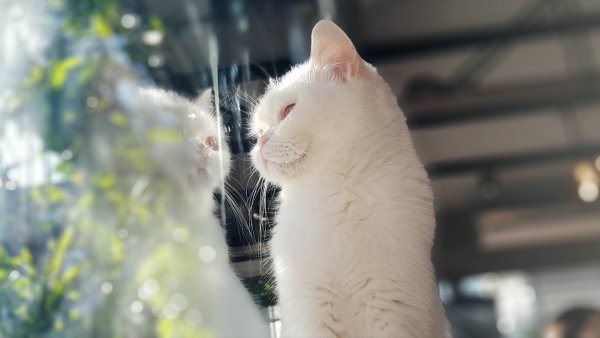 Boston cat cafe open: Beacon Hill’s A Sanctuary Cafe – NBC Boston
