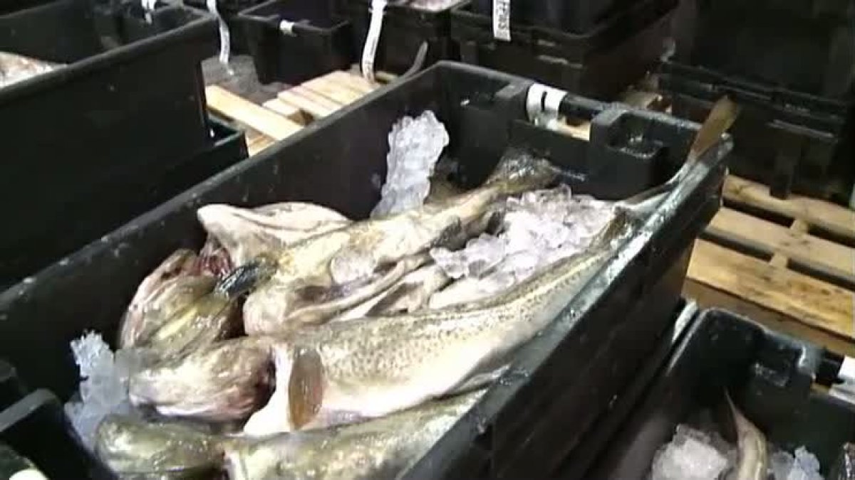 Plan To Rebuild New England Cod Stock – NBC Boston