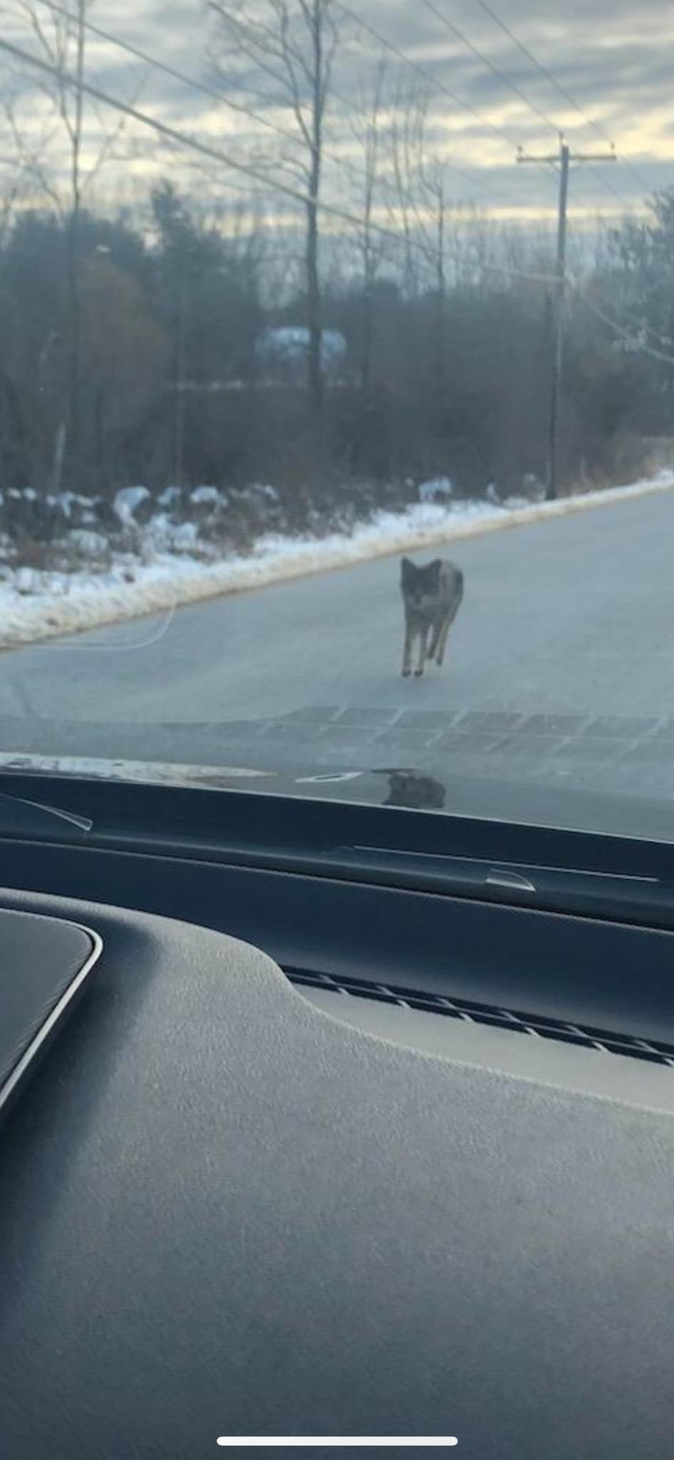 ‘Very Scary’: Rabid Coyote Attacks Rattle NH, and Questions Remain ...