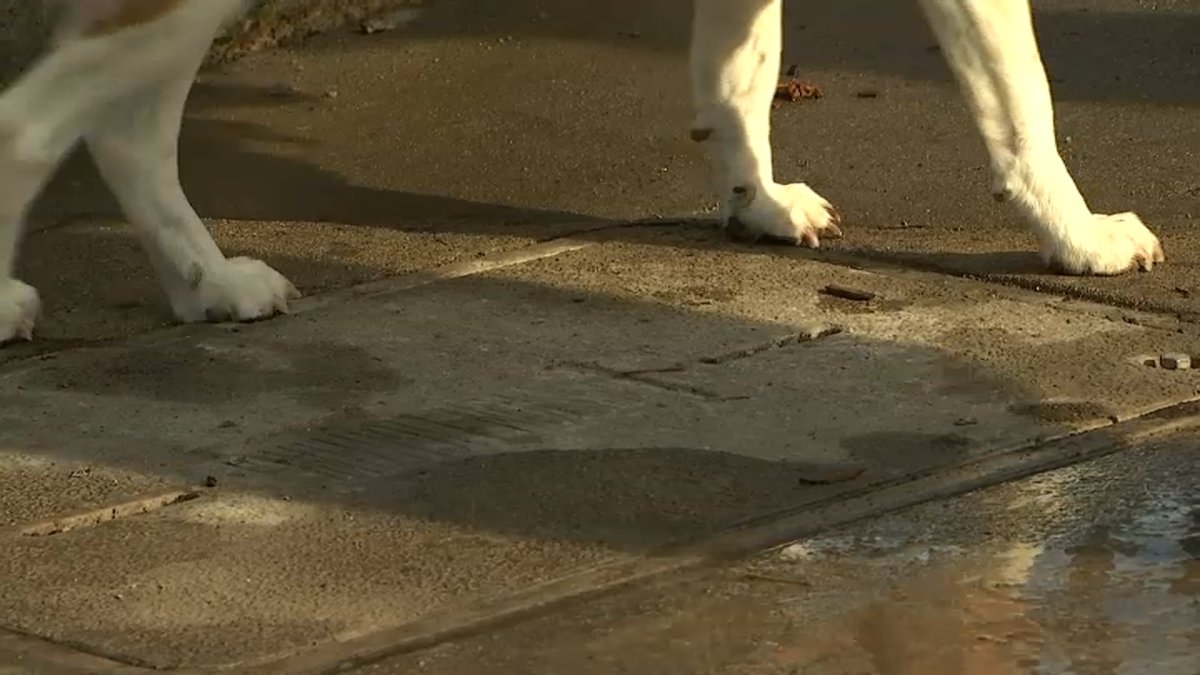 Dog Shocked by Electric Current on Charlestown Street Corner – NBC Boston