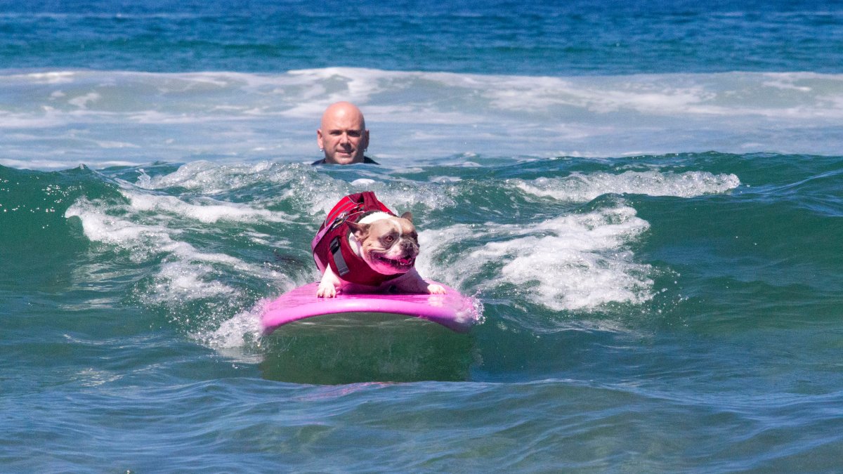 Rescued French Bulldog Turns Surfing Into Hobby for Charity – NBC Boston