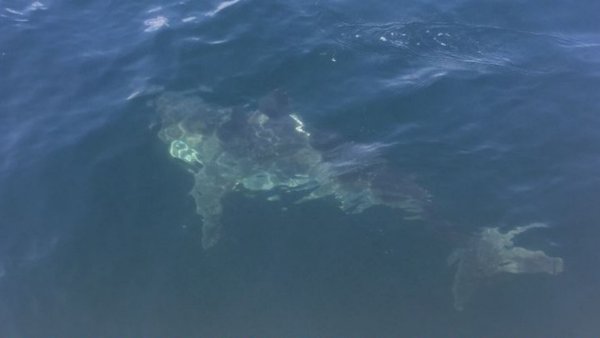 More Sharks Spotted Along Massachusetts Coast – NBC Boston