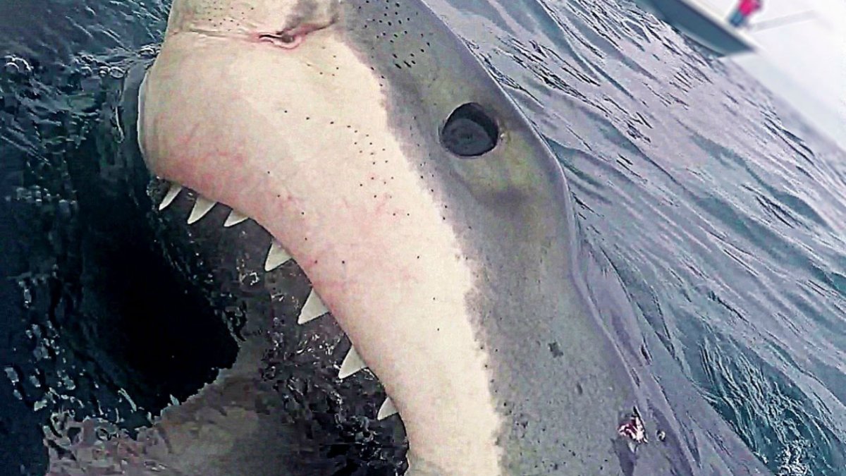 Cape Cod Sharks: Over 180 Great White Sightings Already This Summer – NBC Boston