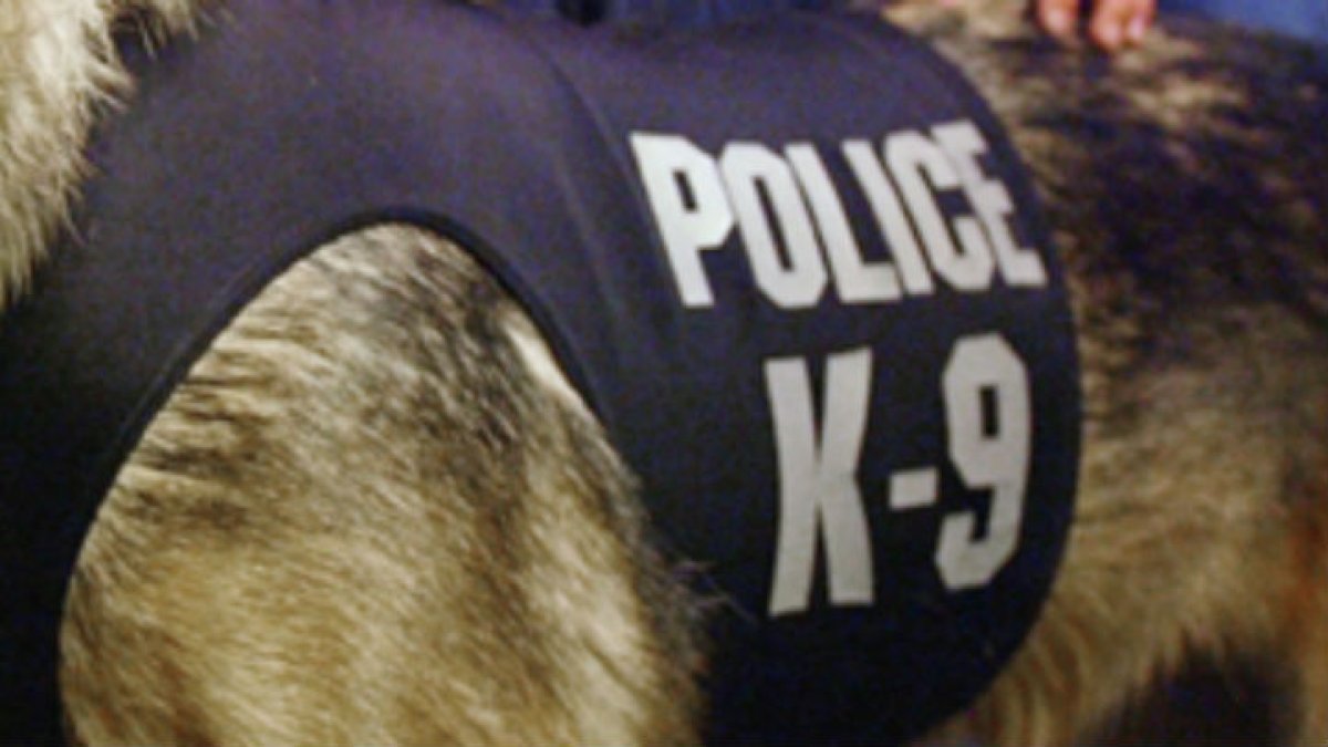 Police Push for ‘Nero’s Law’ to Help K9 Dogs in Mass. – NBC Boston