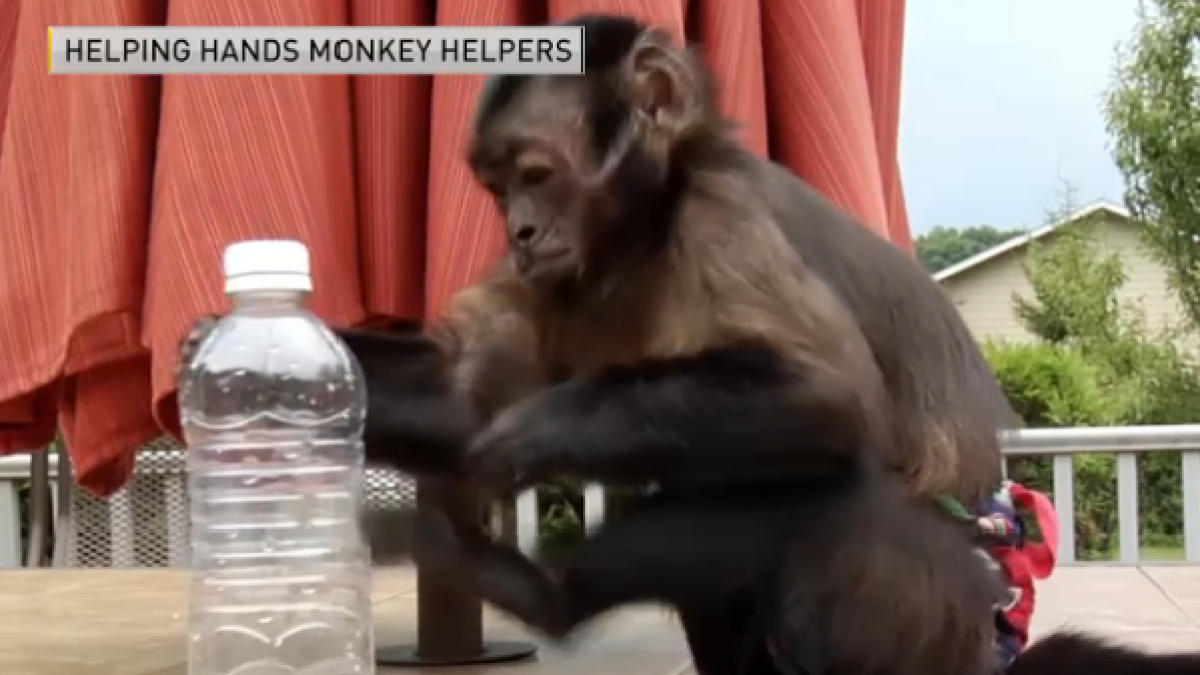 Service Monkey Training Facility in Boston Looks to Add Retirement Home ...