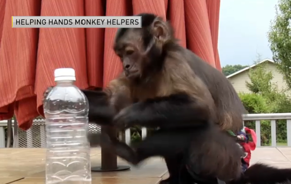 Service Monkey Training Facility in Boston Looks to Add Retirement Home ...