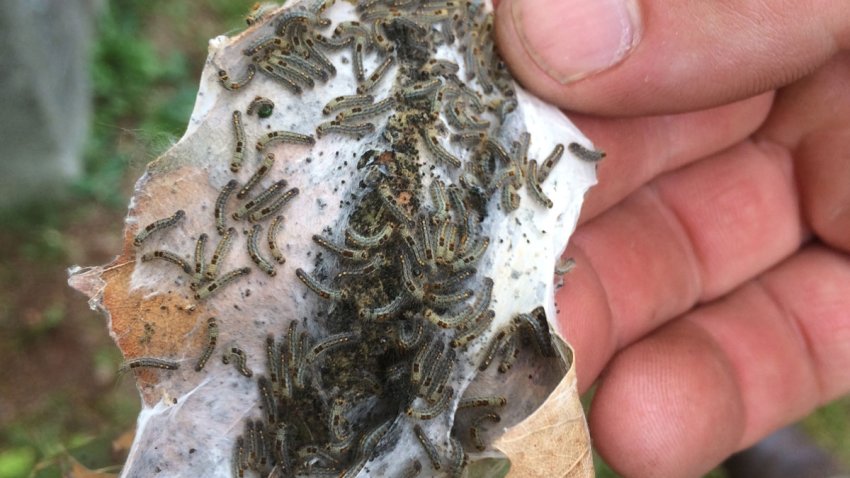 Maine Might Give Towns Money to Stop Rash-Causing Moth – NBC Boston