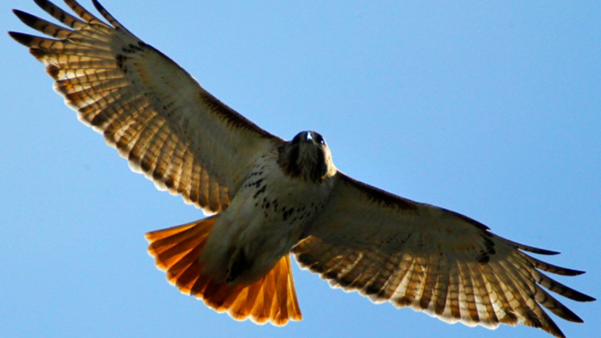 NH Woman Rescues Hawk Stuck in Pool – NBC Boston