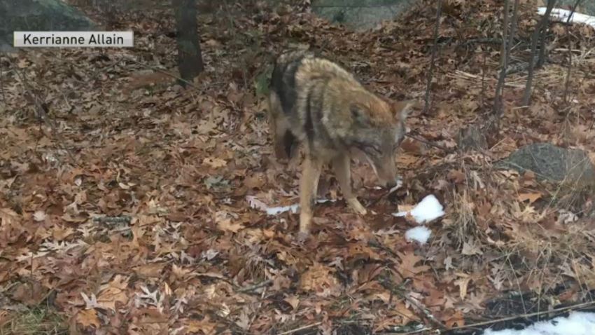 Rabid Coyote Captured in Lynnfield – NBC Boston
