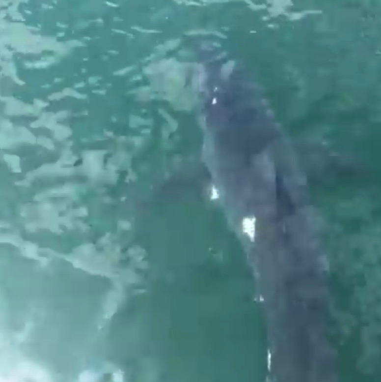 Cape Cod Sharks: Over 180 Great White Sightings Already This Summer – NBC Boston