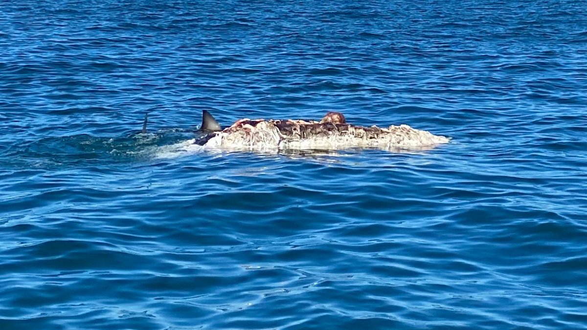 Shark Season Has Begun on Cape Cod – NBC Boston