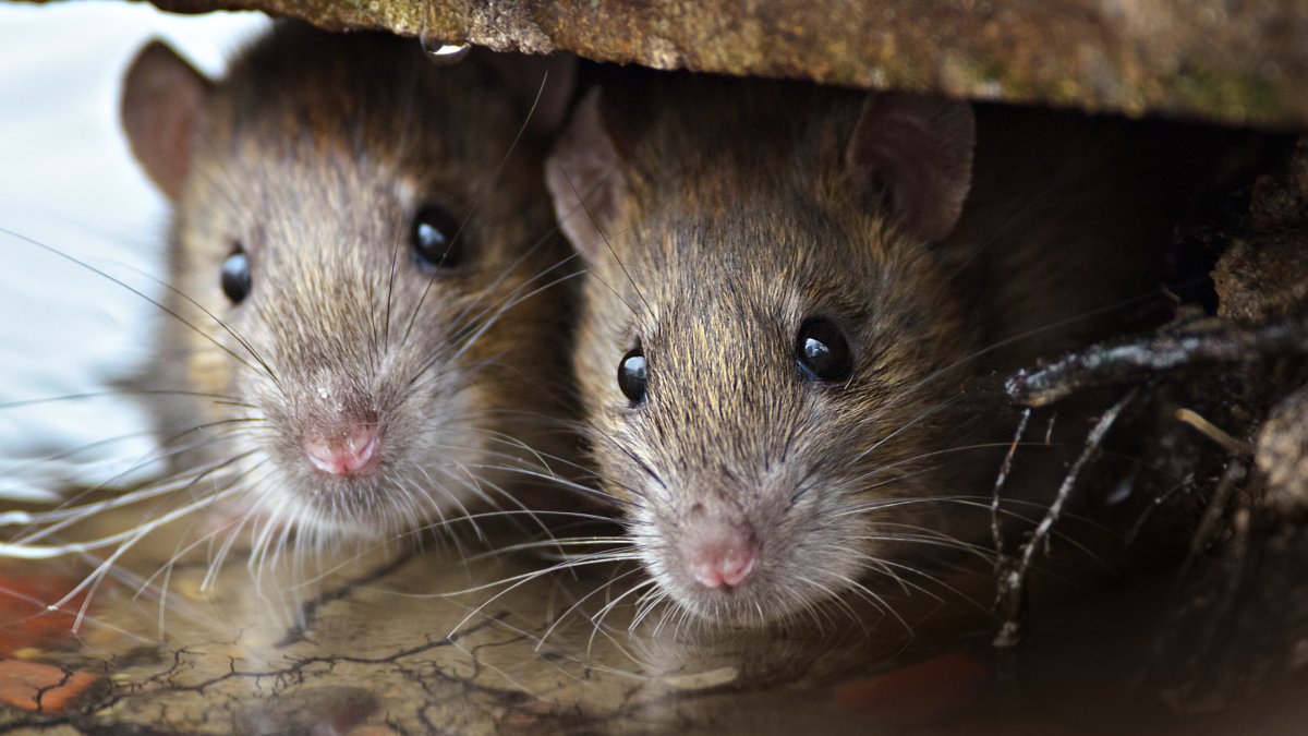 Boston Ranks Second Most Rat-Infested City – NBC Boston