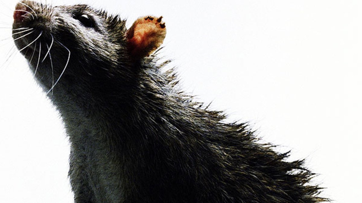 Boston MA Man and Pet Rat Escorted Off Bus – NBC Boston