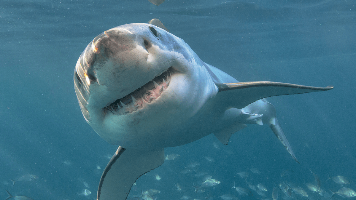 Sharks spotted off Cape Cod, Nantucket in recent days – NBC Boston