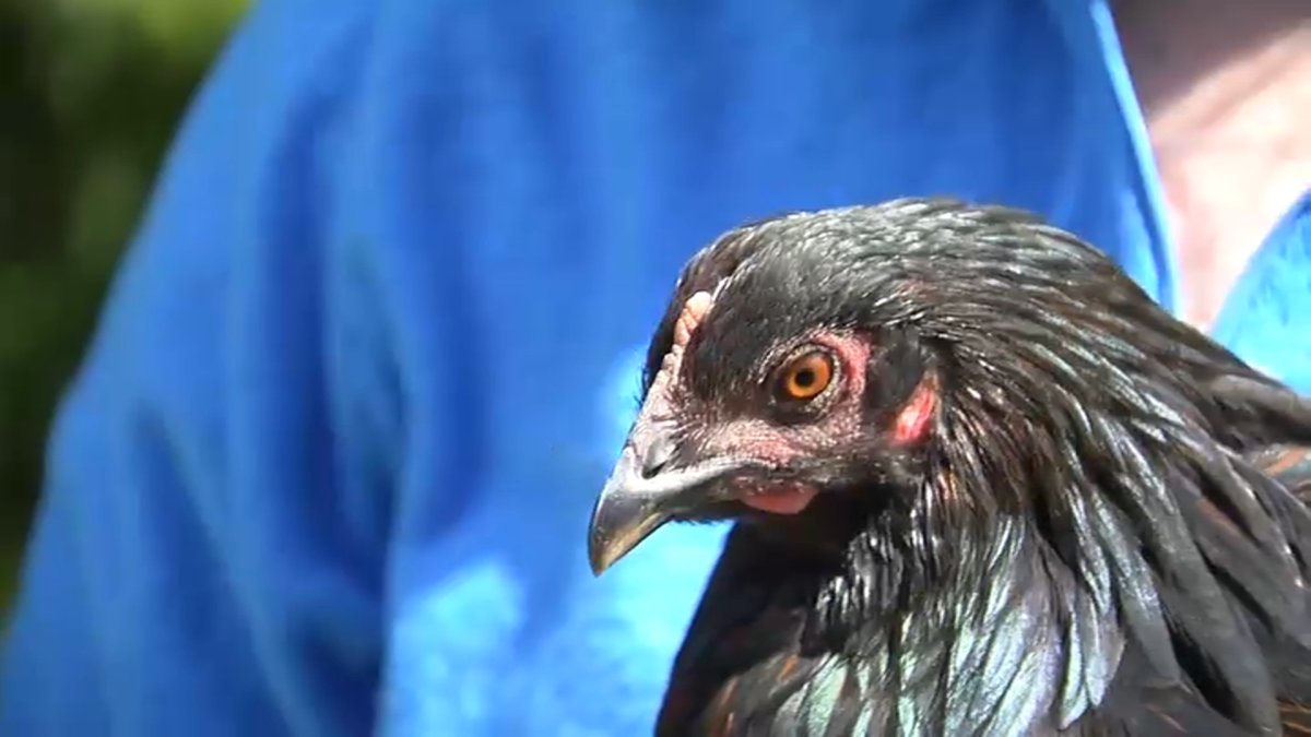 How 2 Maine Farmers Learned Their Mail-Order Chickens Died – NBC Boston