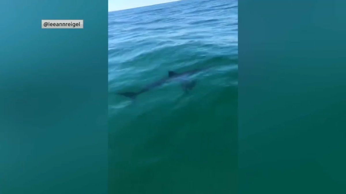 Multiple Shark Sightings Reported in Plymouth, on Cape Cod – NBC Boston