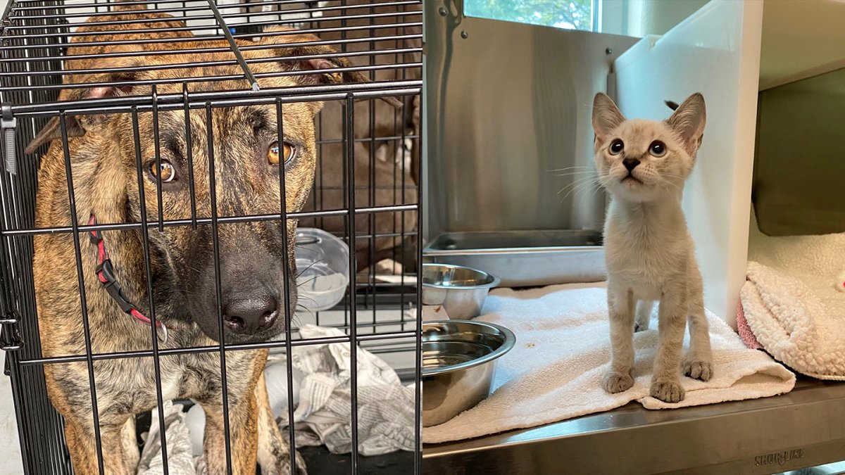 38 Cats, Dogs From Storm-Hit US Virgin Islands Up for Adoption in Mass ...