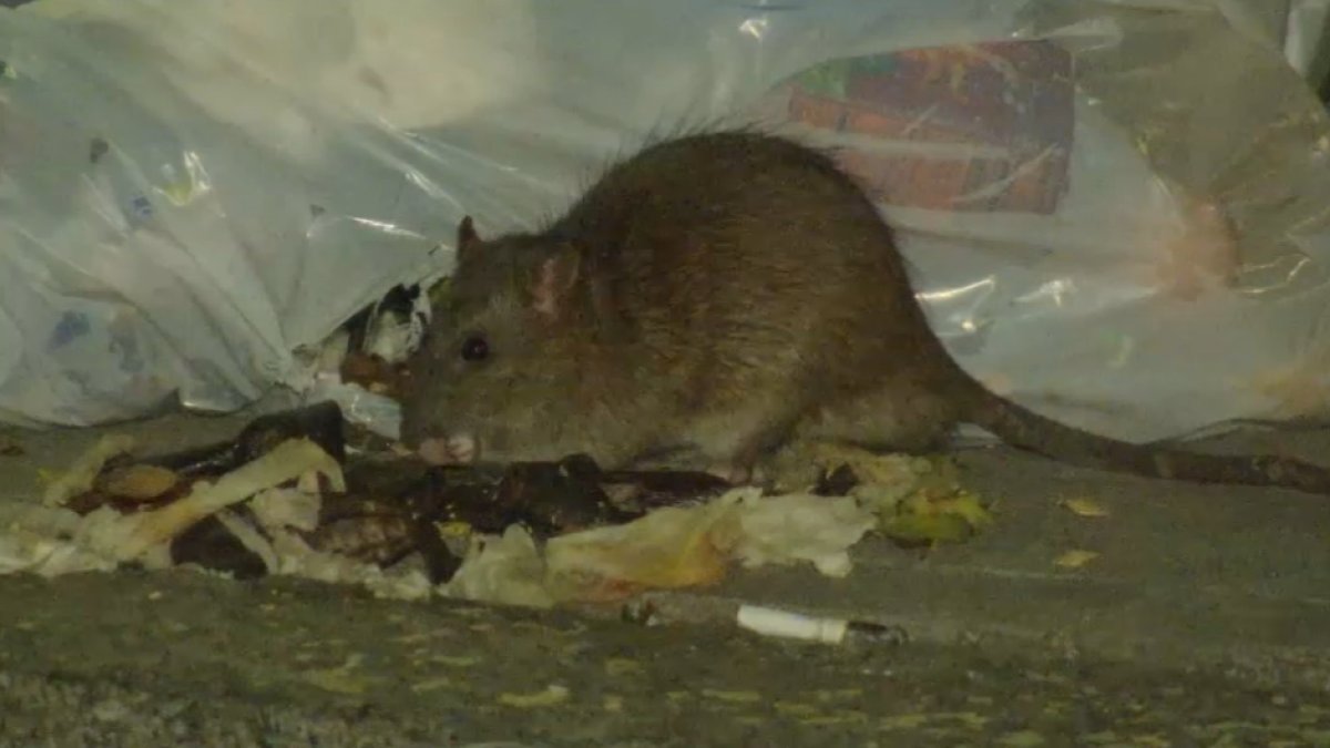 Why Are Rats Being Seen More Often in Boston? – NBC Boston