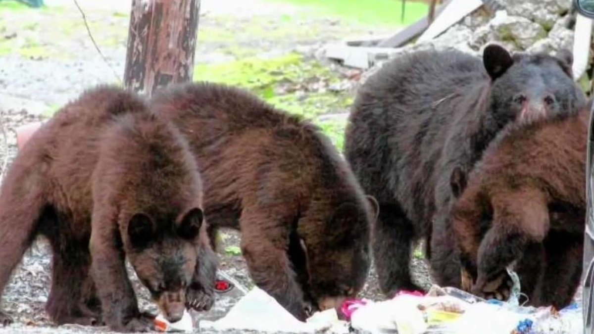 Orphaned Cub of Famously Pardoned Mother Bear Mink Dies in NH Traffic ...