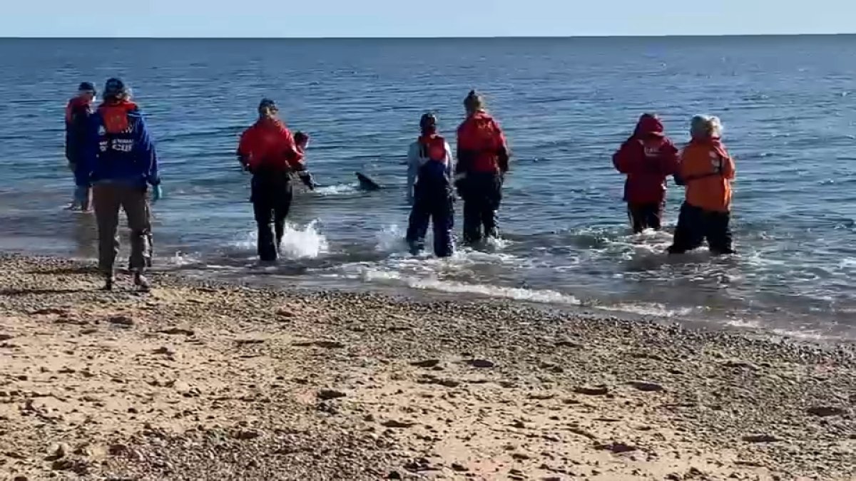 Stranded Dolphin Rescued on Cape Cod Beach – NBC Boston