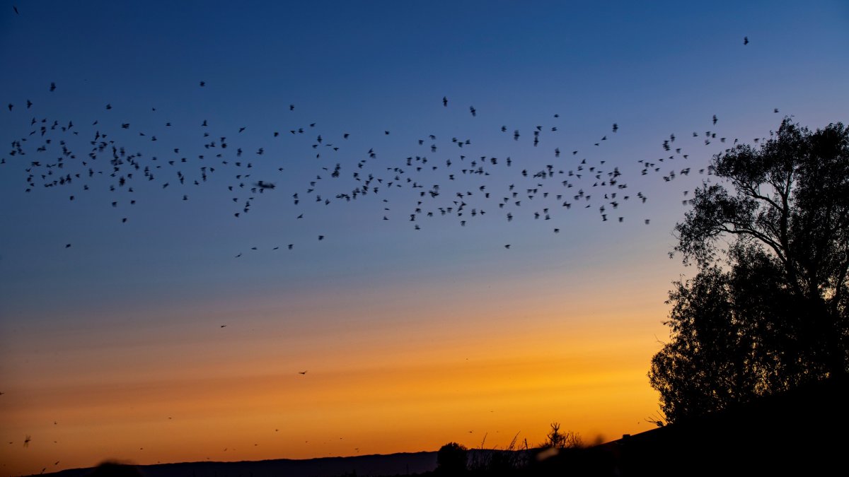 Amid ‘unprecedented bat season’ in RI, scores get rabies shots – NBC Boston