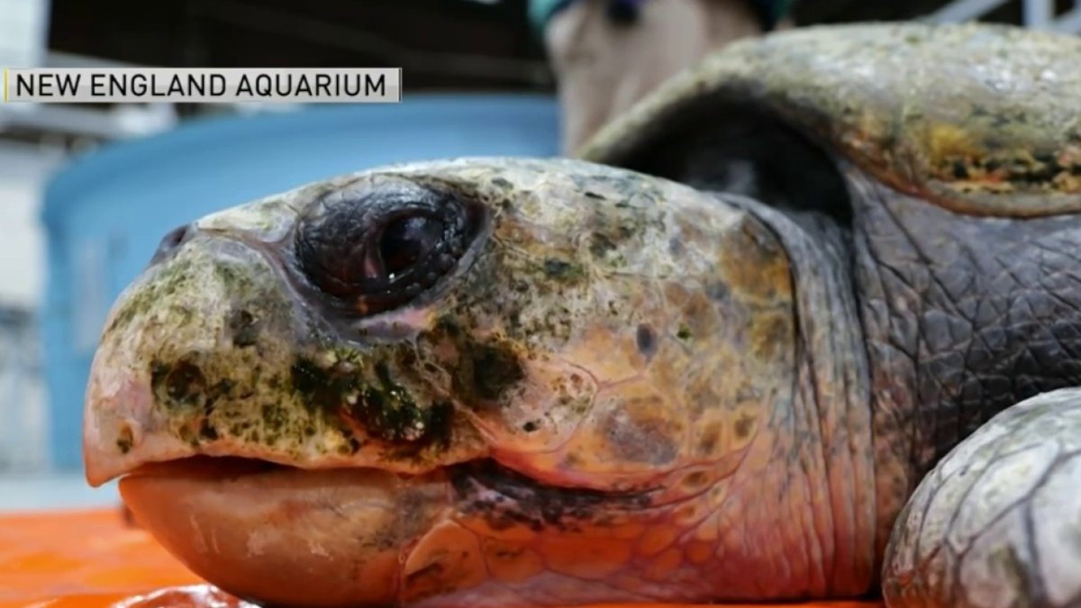 Massive Loggerhead Turtle Rescued on Cape Cod Beach – NBC Boston