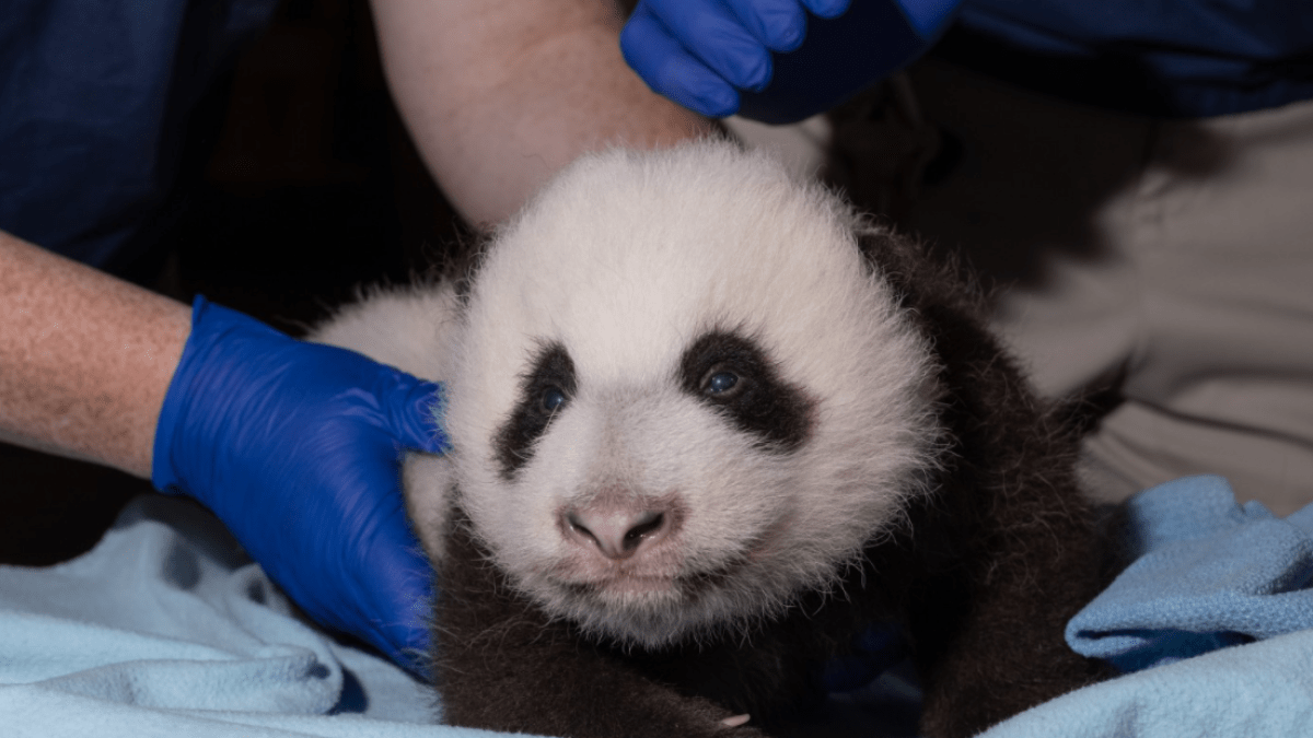 National Zoo Reveals Name of Its 3-Month-Old Giant Panda Cub – NBC Boston