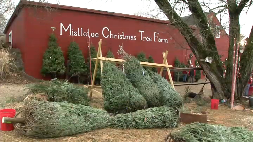 Christmas Tree Sales Surging at Farms Across Mass. Amid Pandemic – NBC ...