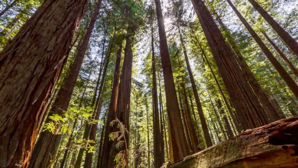 California Redwood Forest Returned to Native American Tribes – NBC Boston